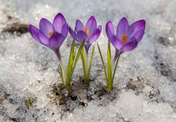 crocus-in-snow - Institute for Solution-Focused Therapy